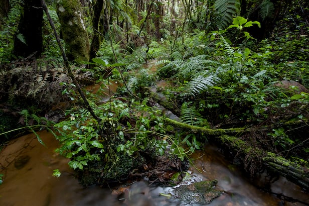 Tanzanian tree toads give birth to fully formed young, skipping tadpole ...